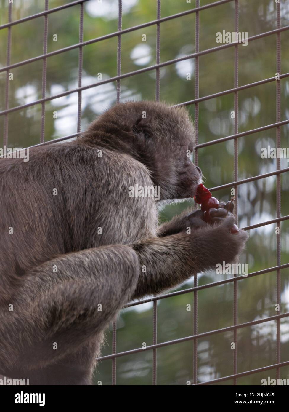 Portrait of a gorilla looking through the mesh fence in the zoo Stock ...