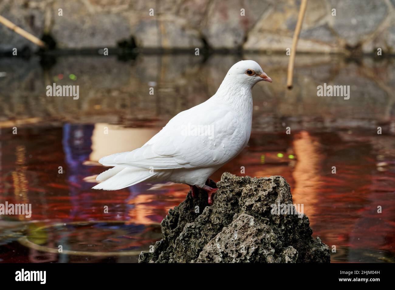 Closeup of a pigeon on a stone in a garden Stock Photo - Alamy