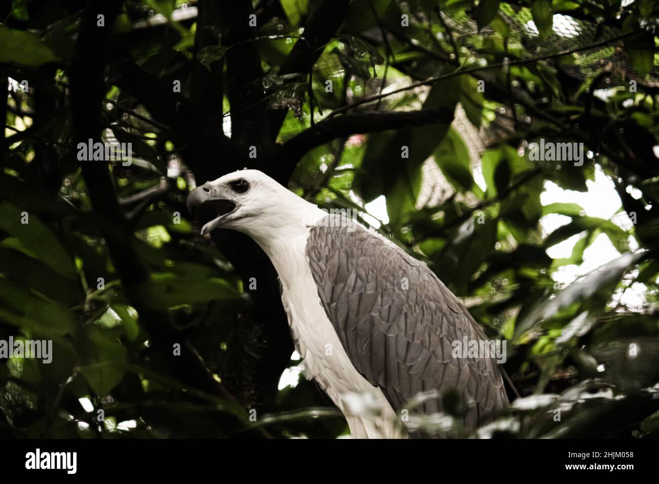 View of a white grey eagle on a tree Stock Photo - Alamy