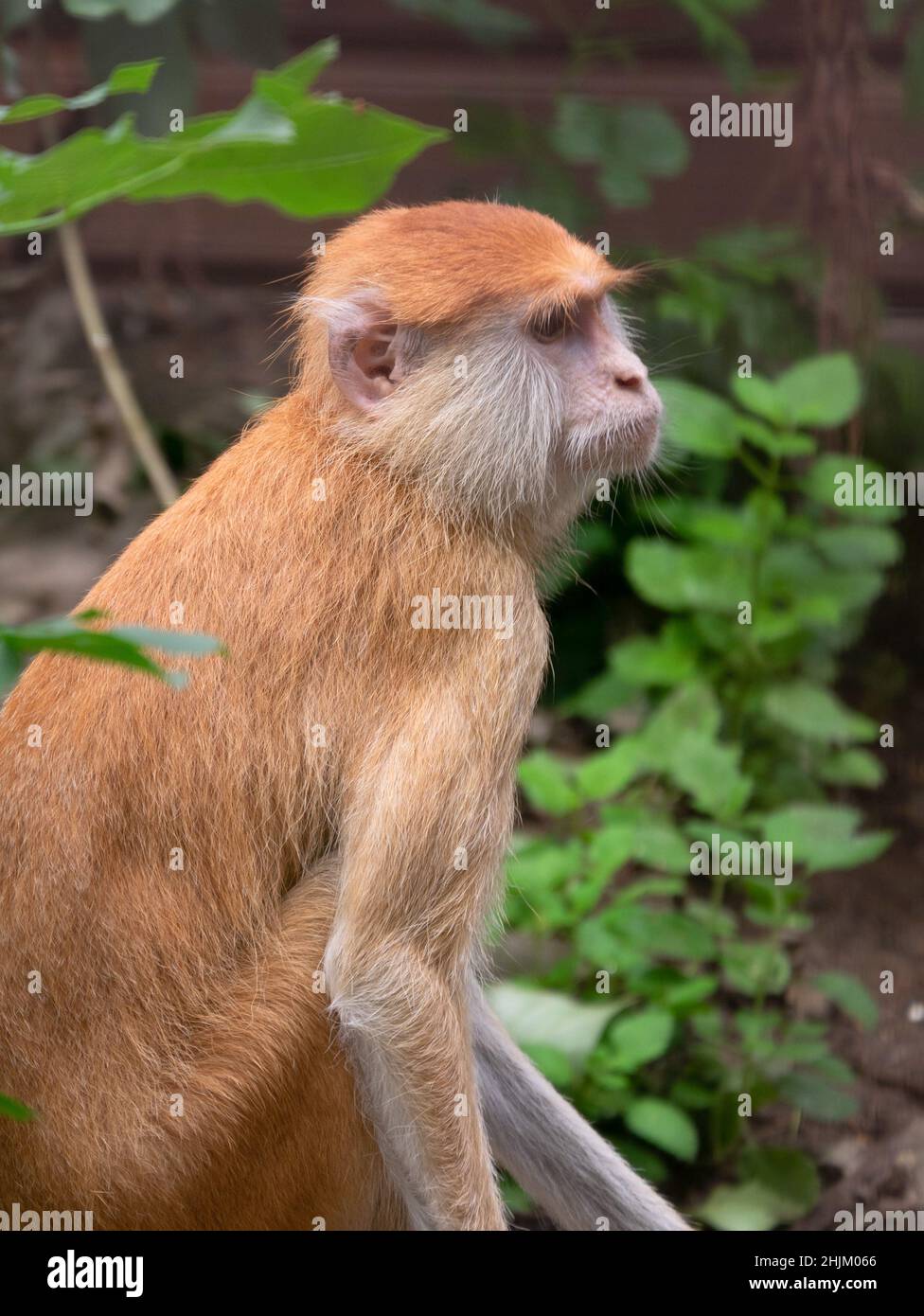 Portrait of a monkey in the zoo Stock Photo - Alamy