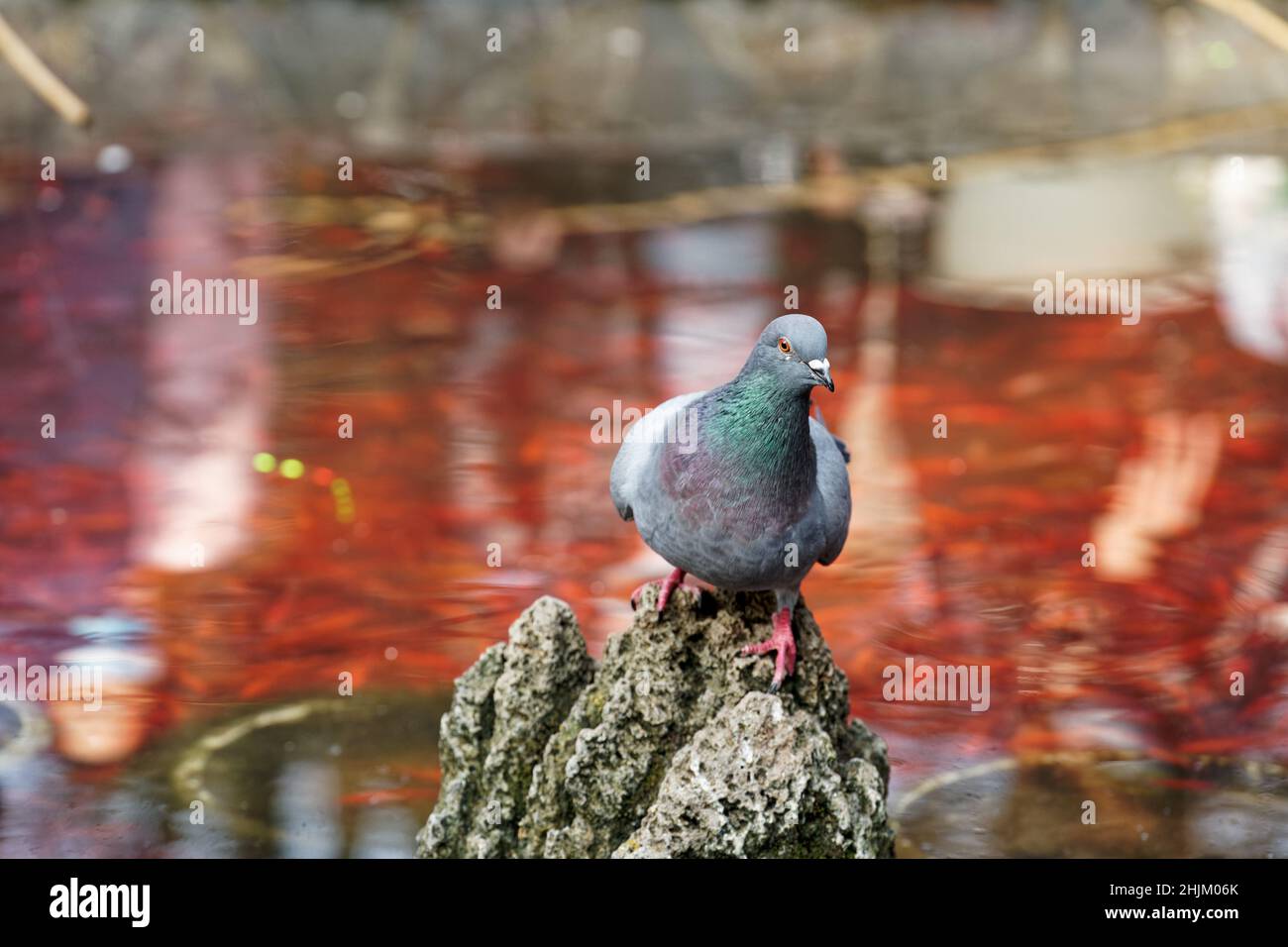 Closeup of a pigeon on a stone in a garden Stock Photo - Alamy