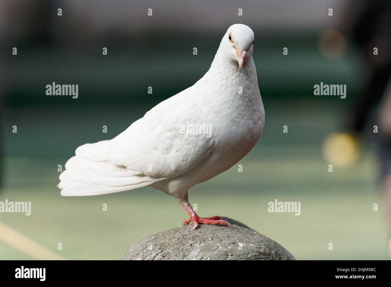 Closeup of a pigeon on a stone in a garden Stock Photo - Alamy