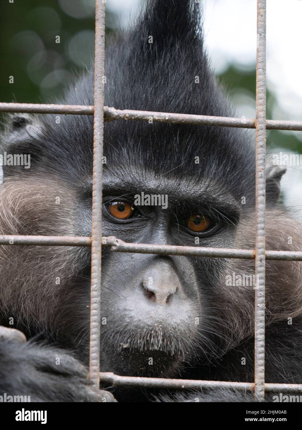 Portrait of a gorilla looking through the mesh fence in the zoo Stock ...