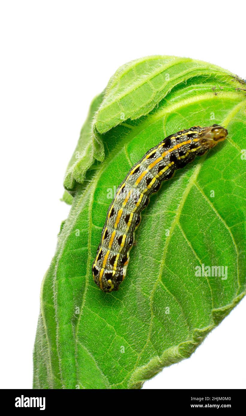 Top view of the Crinum Caterpillar, Spodoptera picta, with pale grey ...