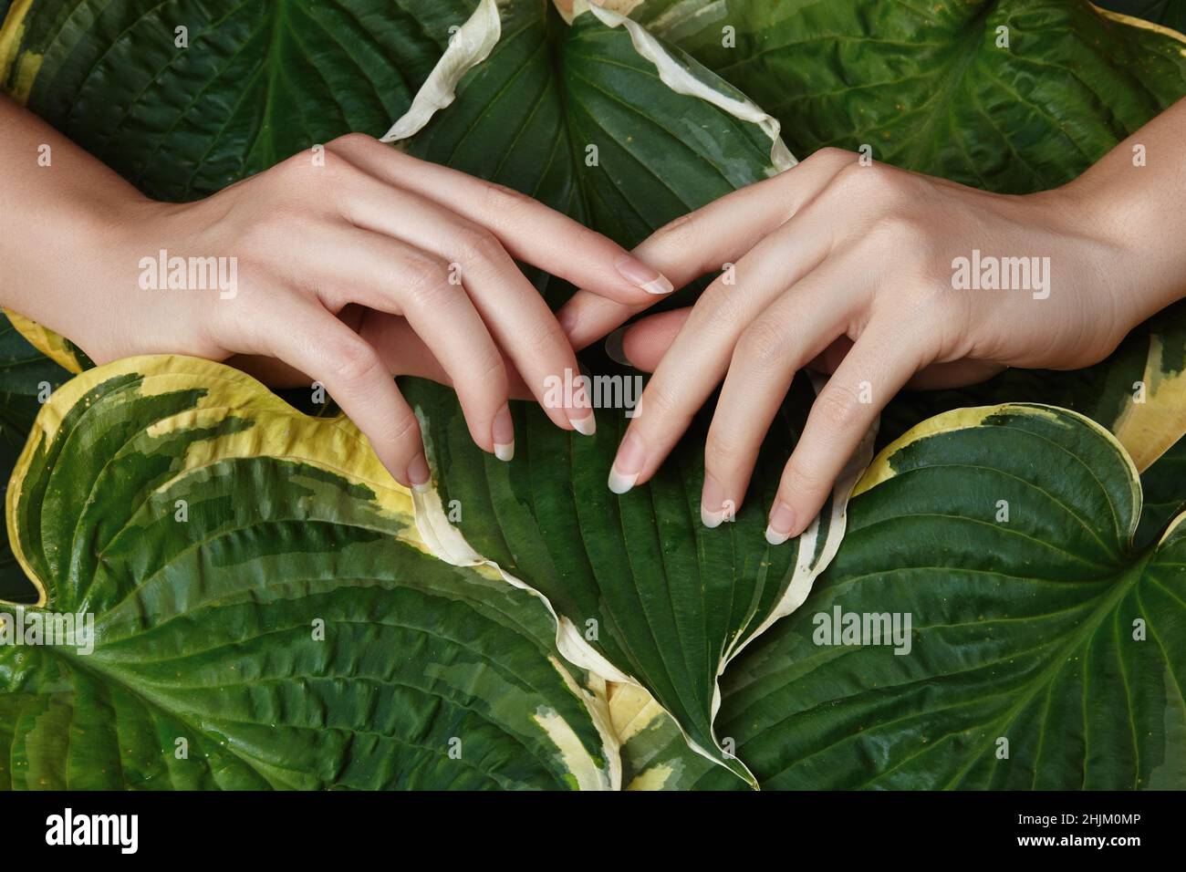 Beautiful Female Palms with Perfect French Manicure. Natural Cosmetic ...