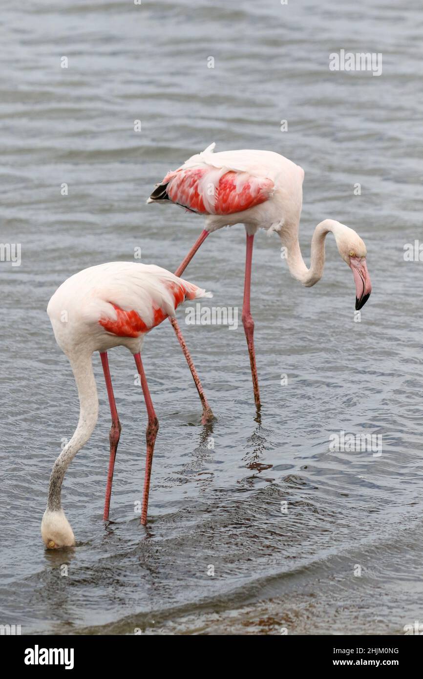 Africa flamingo namibia walvis hi-res stock photography and images - Alamy