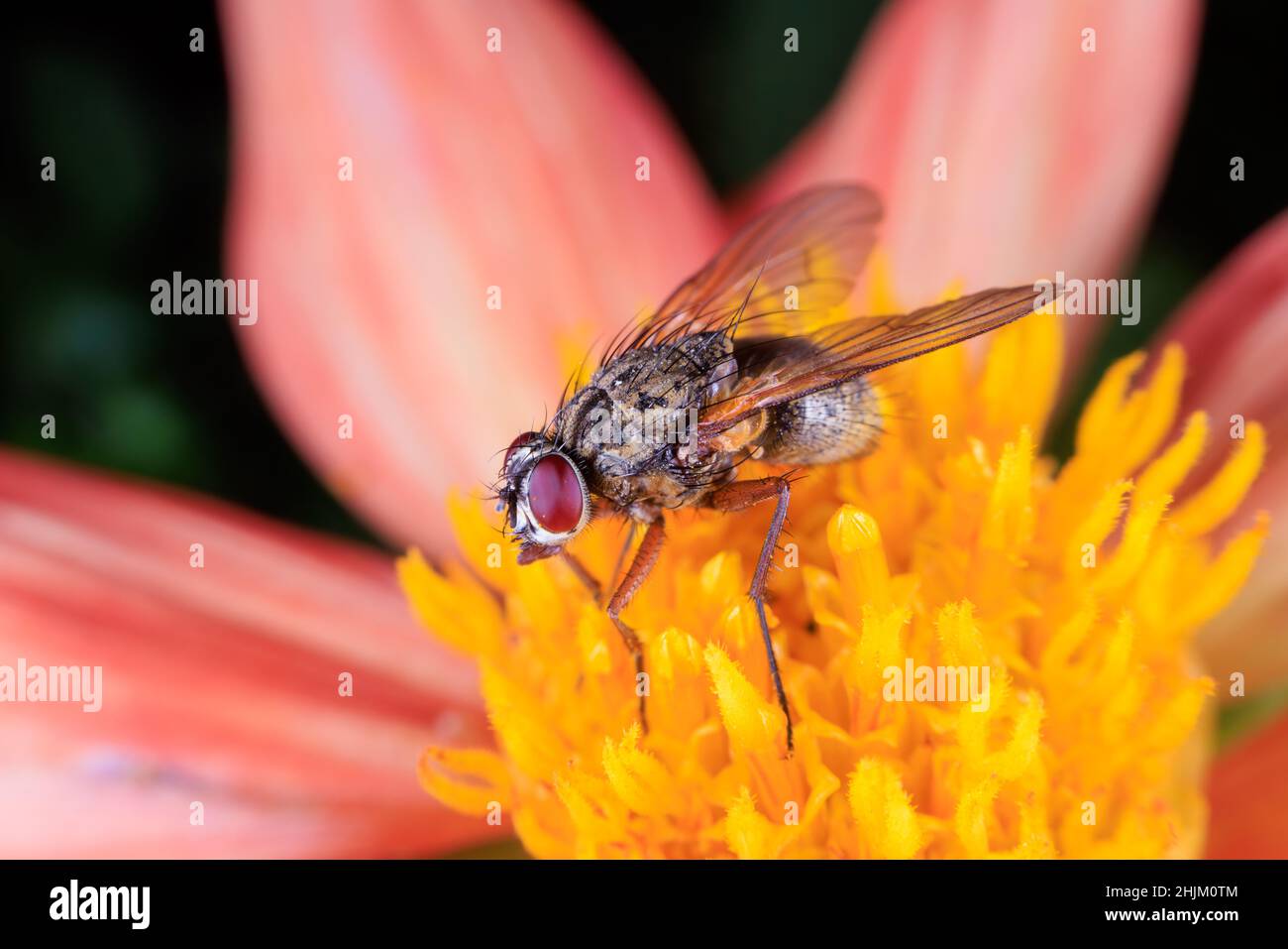 Close up ov a Hoverfly that lookes like a housefly on a red flower ...