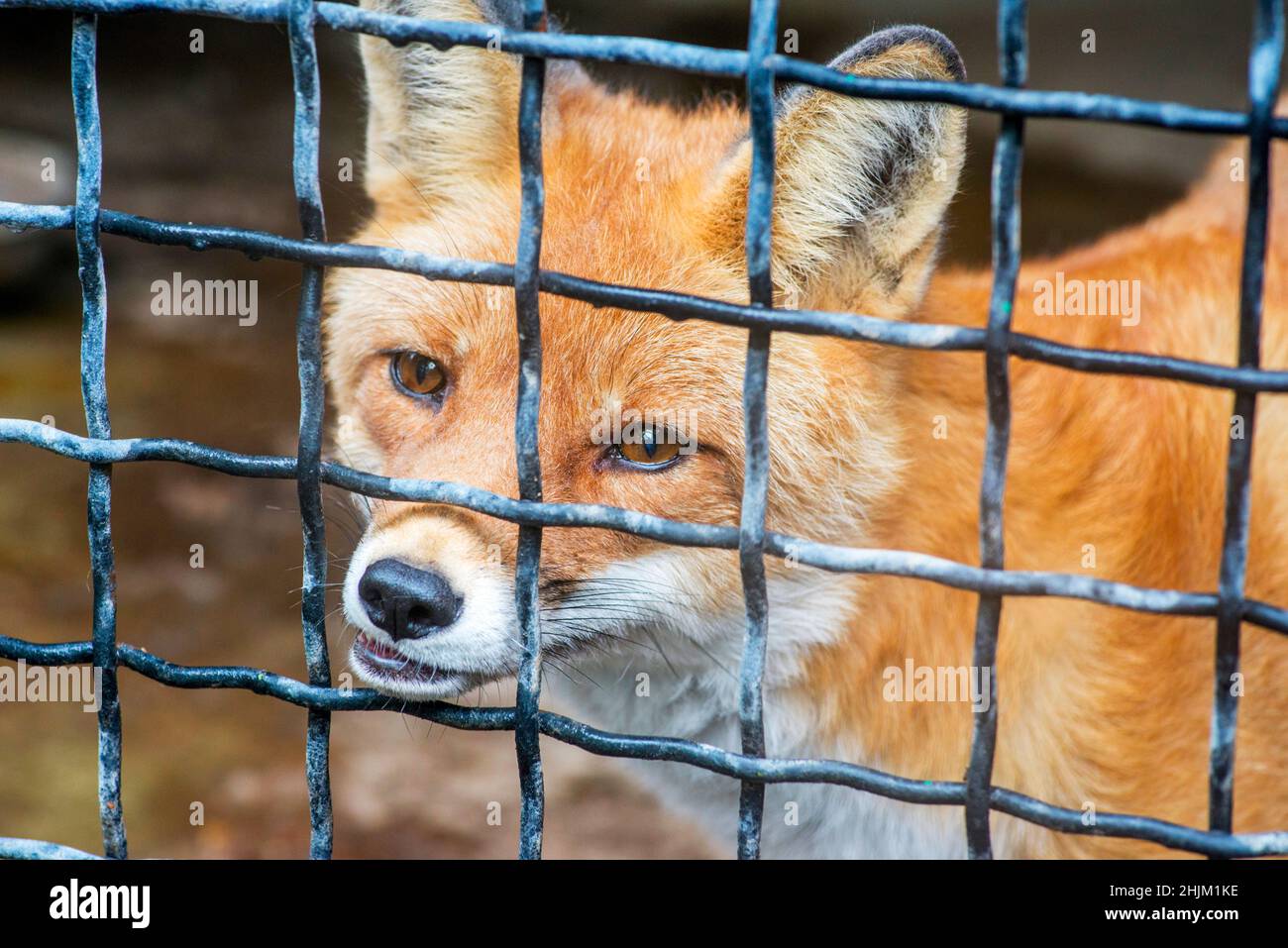 Animal abuse. The fox is locked in a cage in poor conditions. Fox in ...