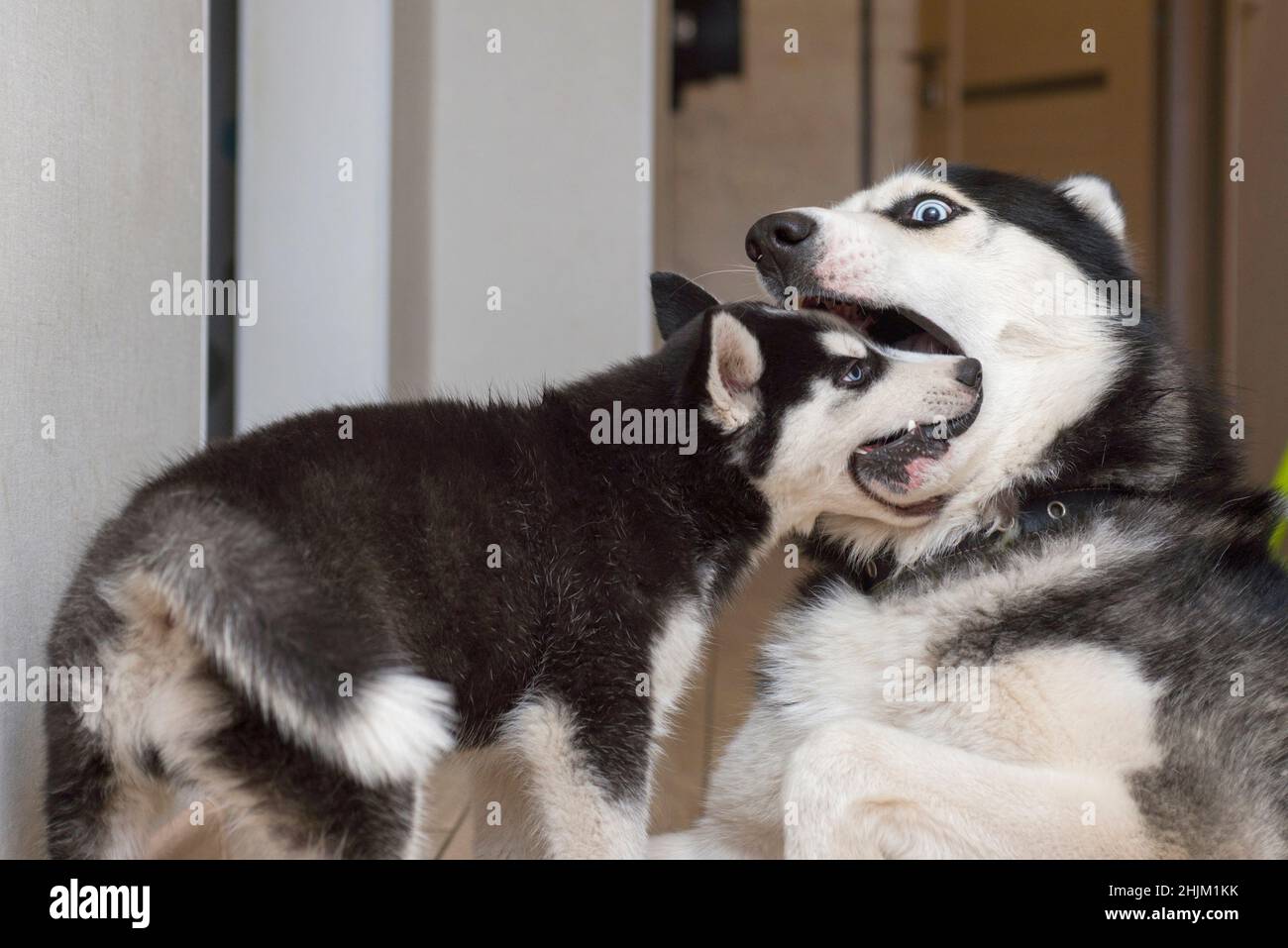 Are Huskies Indoor Dogs
