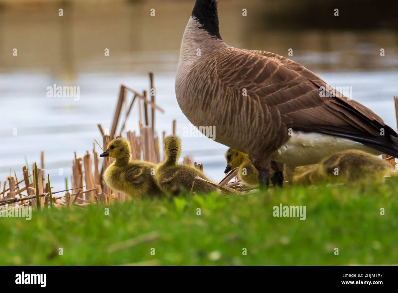Canadian Mother Goose with New Born Goslings Stock Photo - Alamy