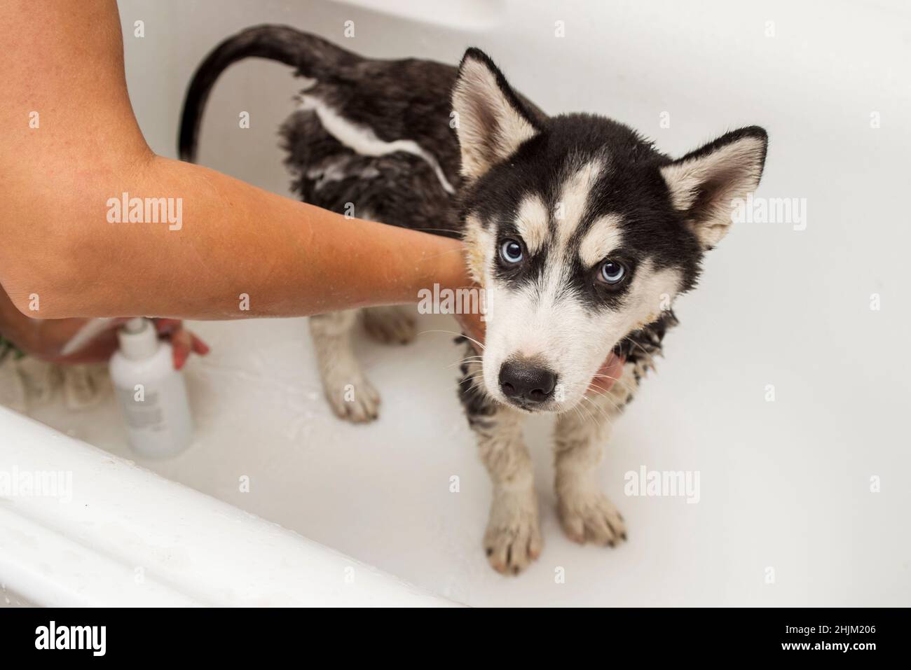 Husky puppy in the washing process with water and shampoo. Washing the ...