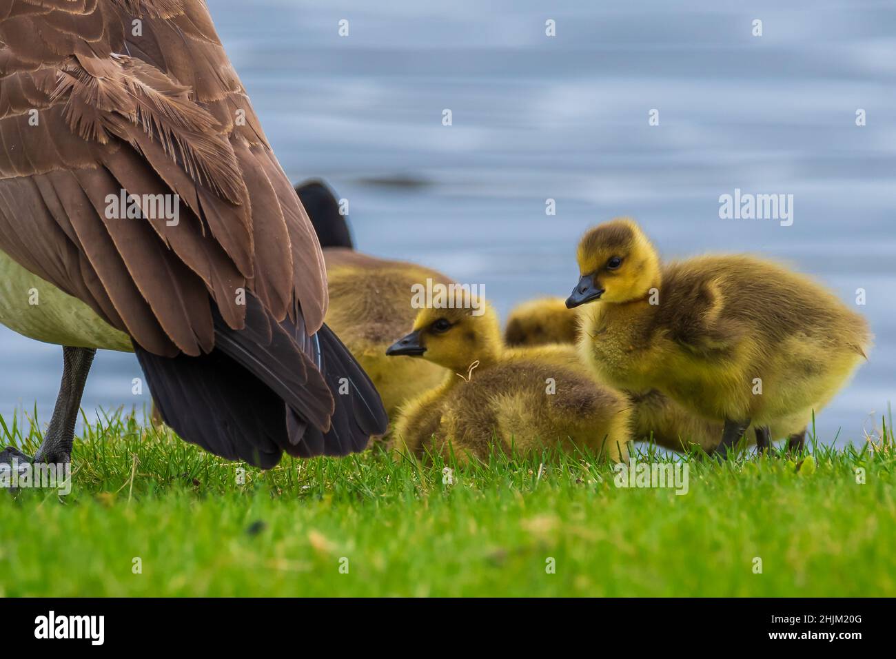Canadian Mother Goose with New Born Goslings Stock Photo - Alamy