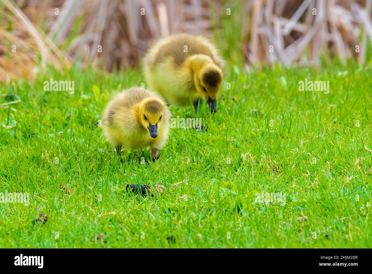 young New Born Fluffy feathered canadian geese goslings in the wild ...