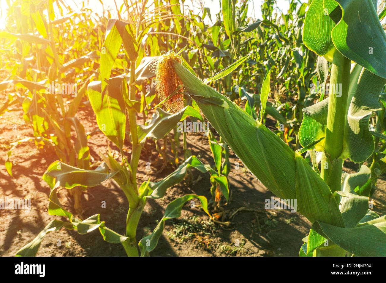 Cornfield at sunset. Image of an ear of corn in an organic corn field ...