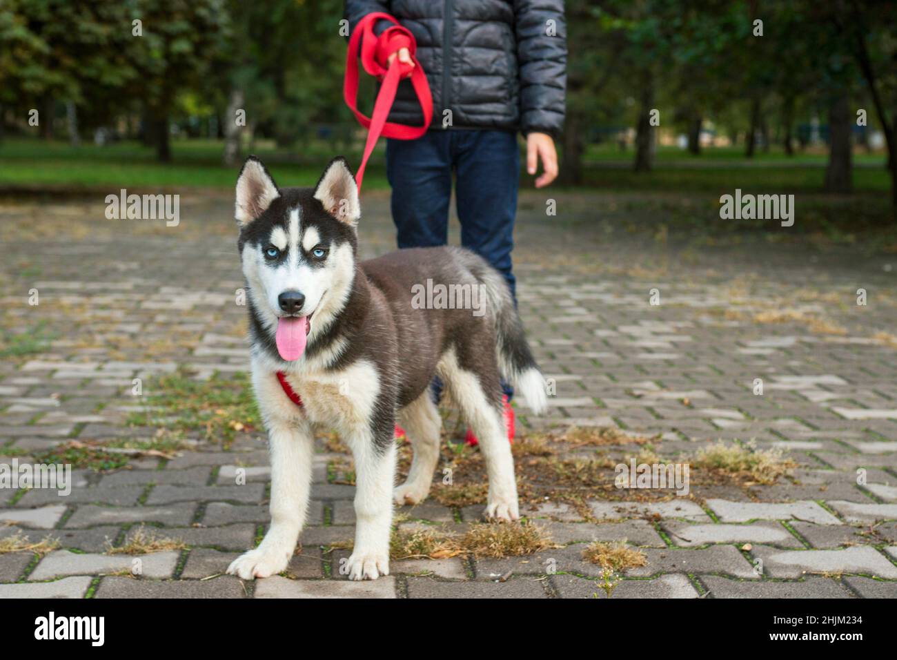 A child walks with a husky dog in a park. Obedient pet with his owner ...