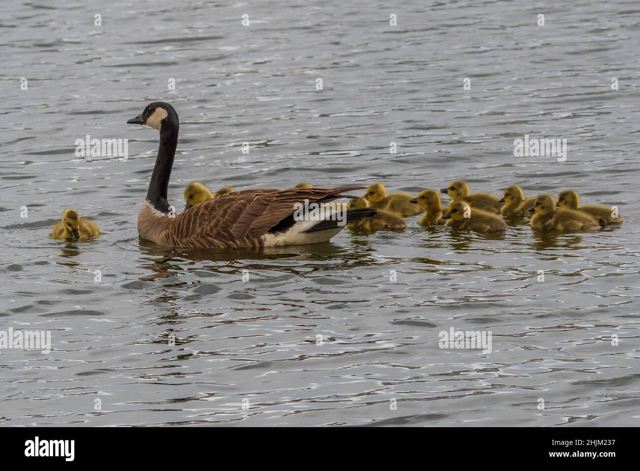 Canadian goose mother hi-res stock photography and images - Alamy