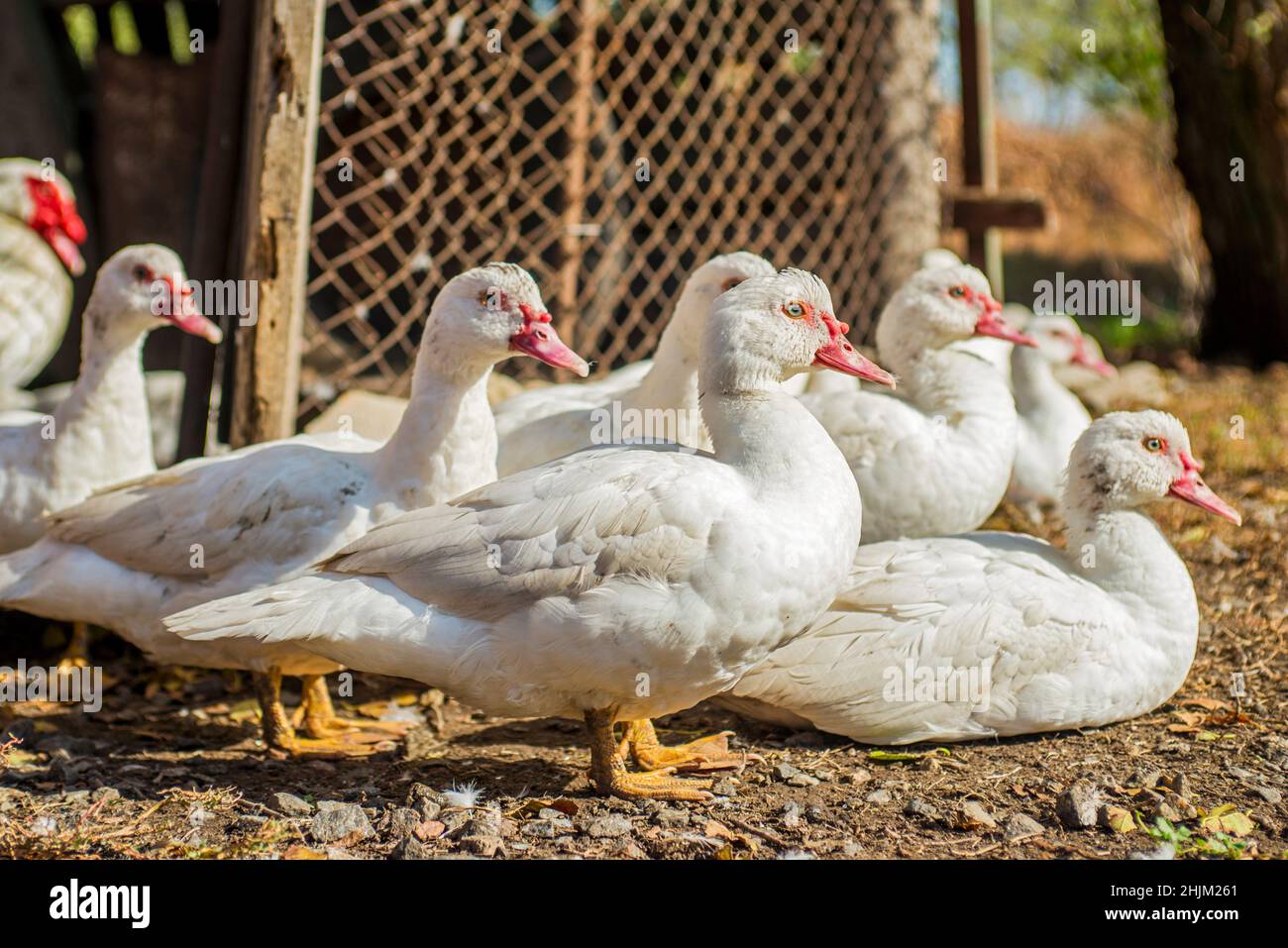 Group of healthy white ducks in a farm for domestic agriculture concept ...