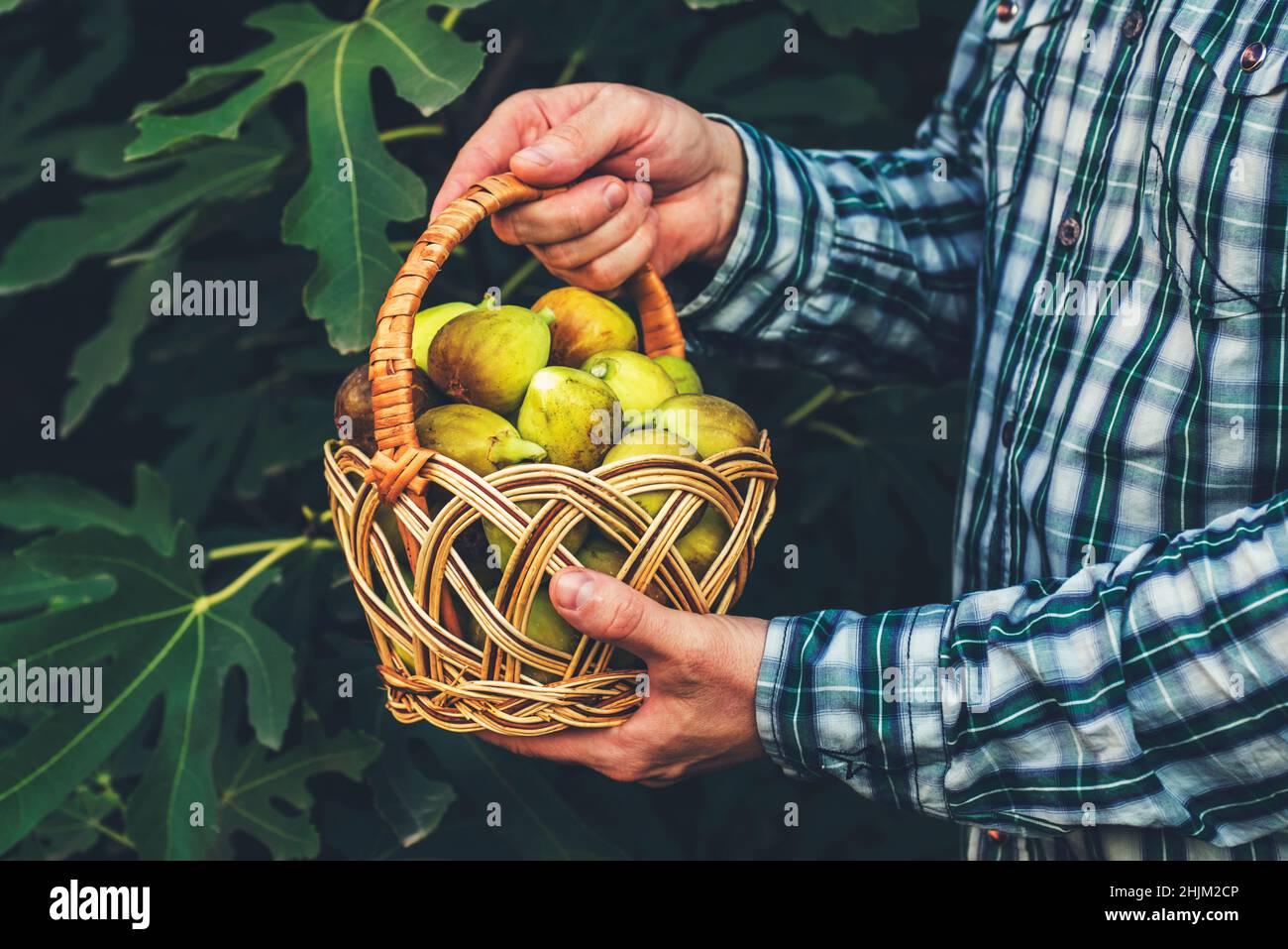 A man holding basket full of ripe figs in his hands. Fresh figs in ...