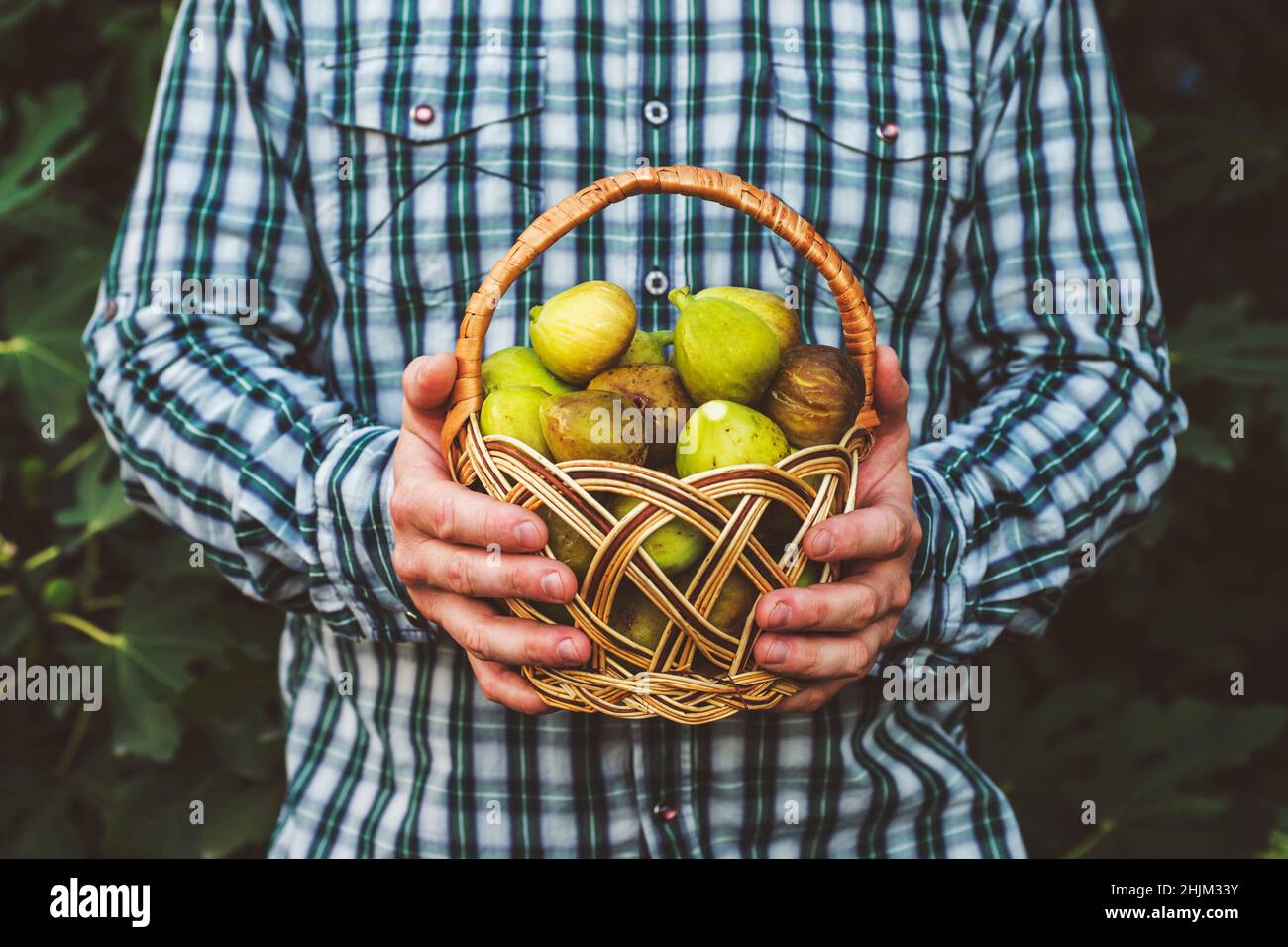 Hands holding figs hi-res stock photography and images - Alamy