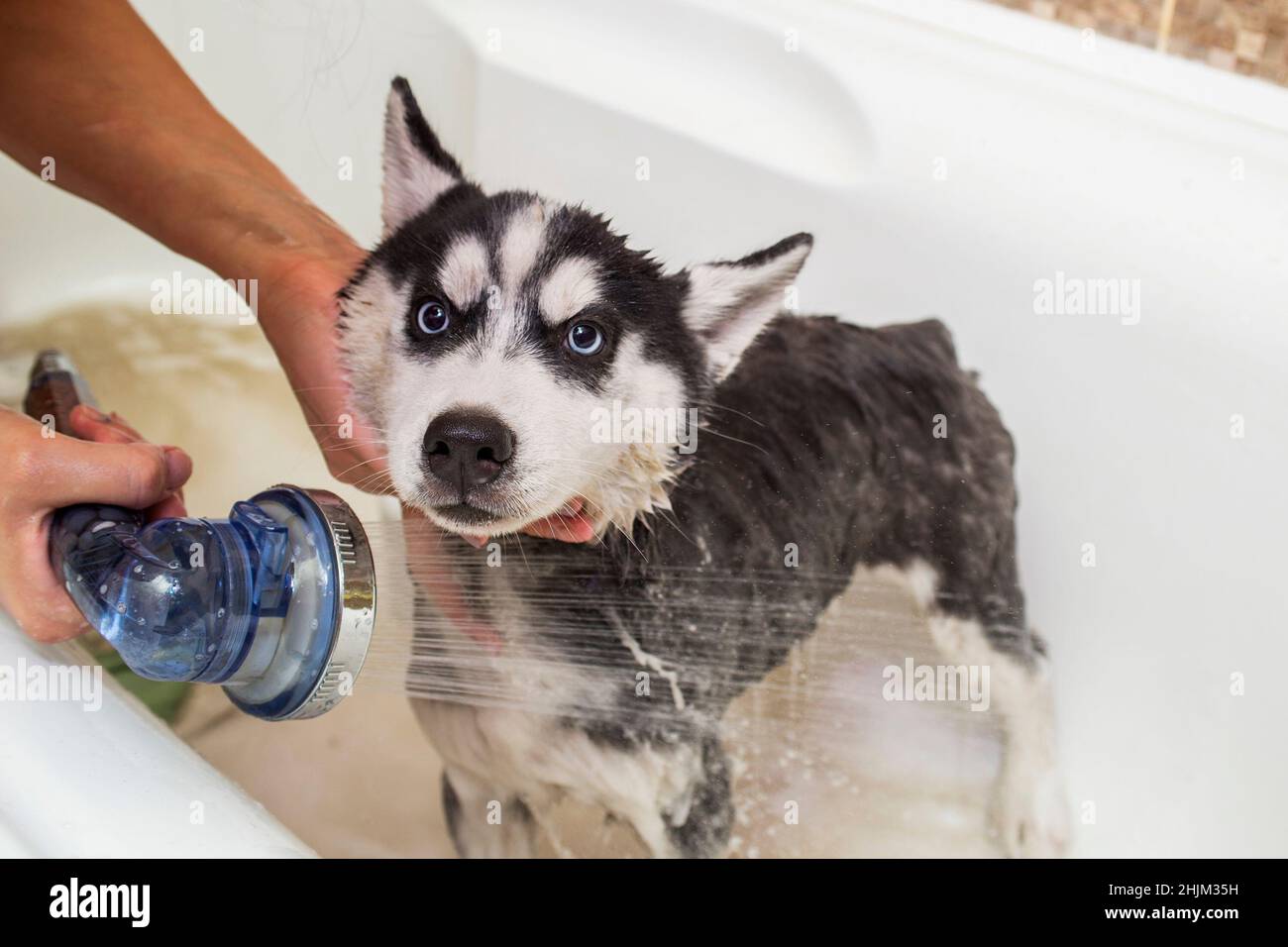 Husky puppy in the washing process with water and shampoo. Washing the ...