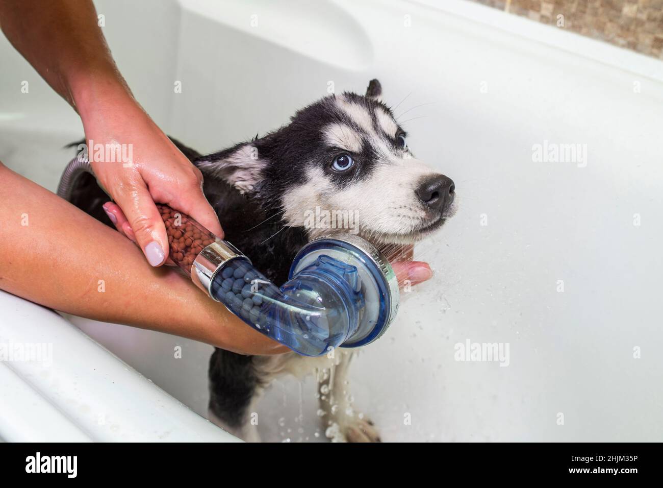 Husky puppy in the washing process with water and shampoo. Washing the ...