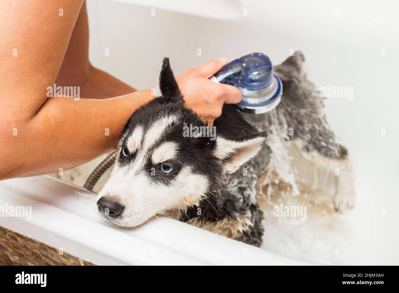 Husky puppy in the washing process with water and shampoo. Washing the ...