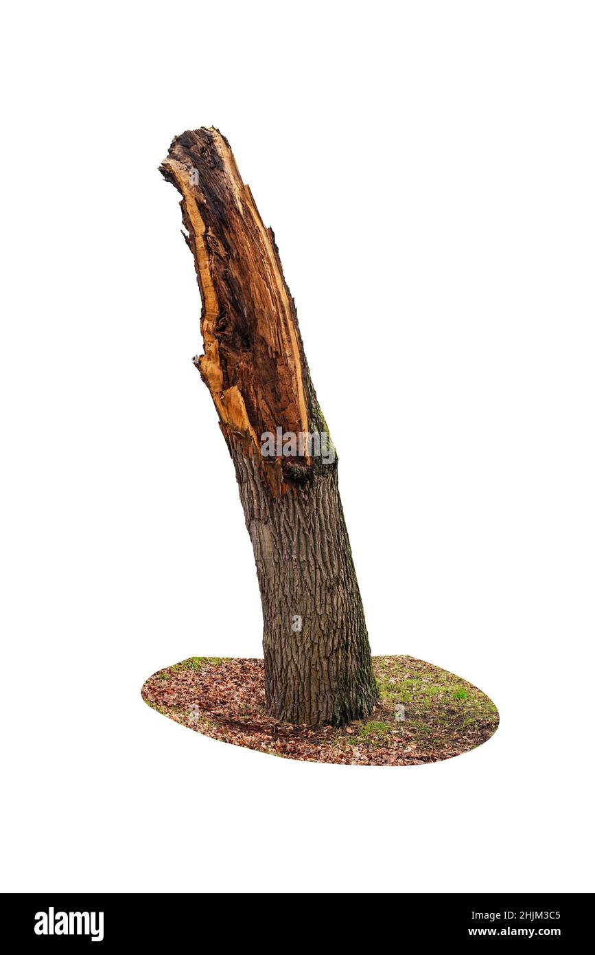 Splintered trunk Cut Out Stock Images & Pictures - Alamy