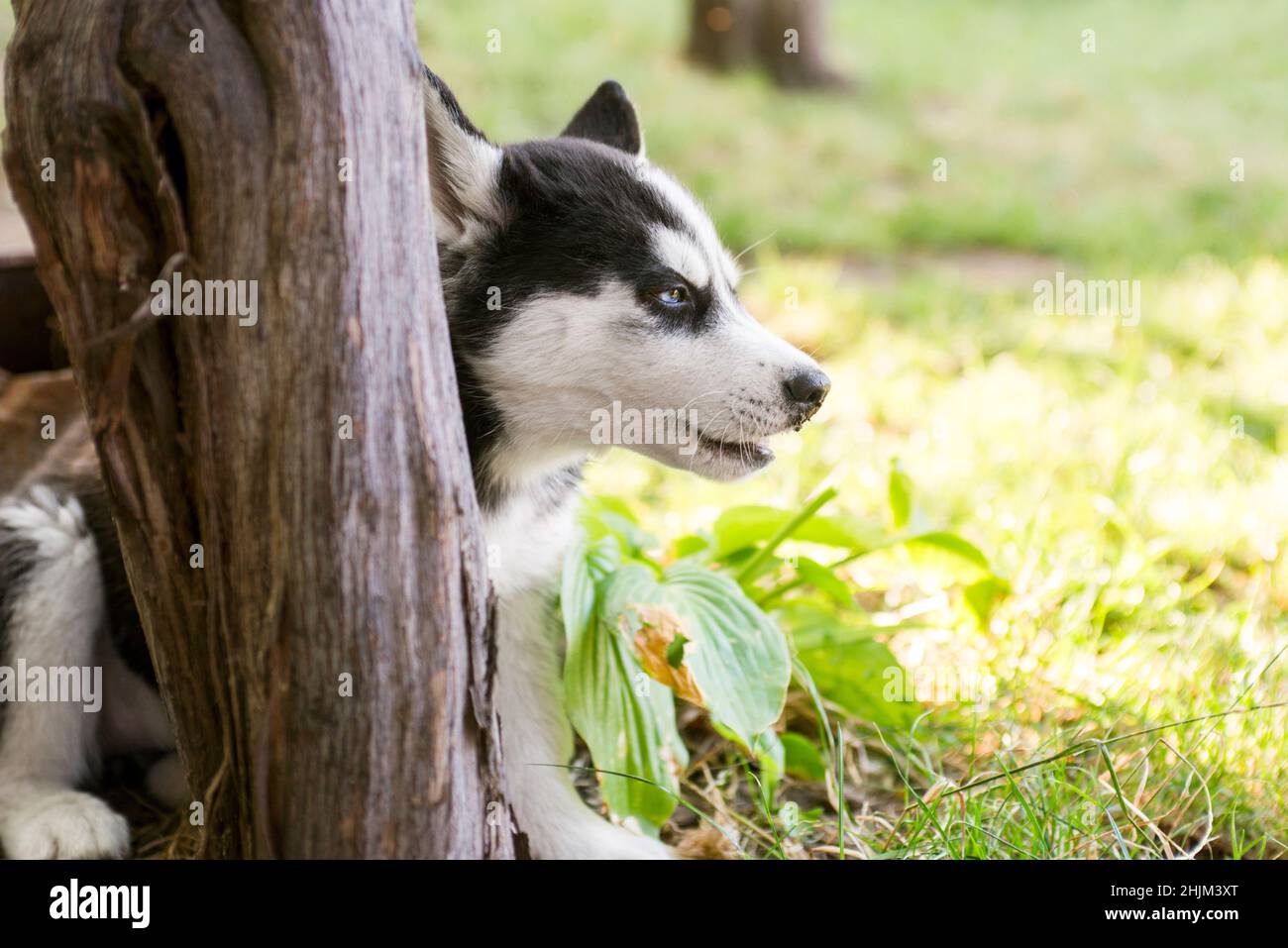 Little husky puppy is playing on green grass in yard. Cute husky puppy ...