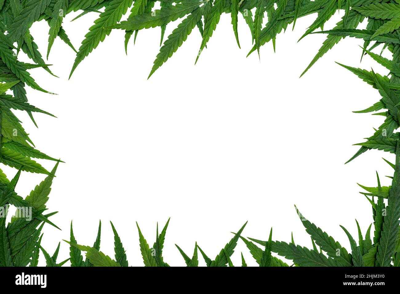 Green cannabis leafs frame with copy space in the middle. Frame with ...
