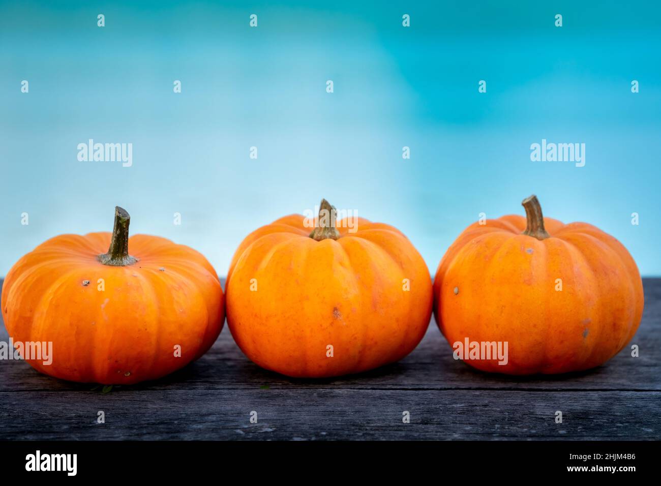 three little pumpkins on a wooden table with beautiful blurred blue ...
