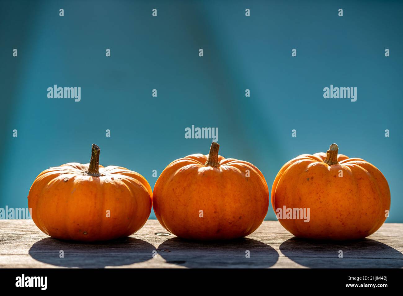 three little pumpkins on a wooden table with beautiful blurred blue ...