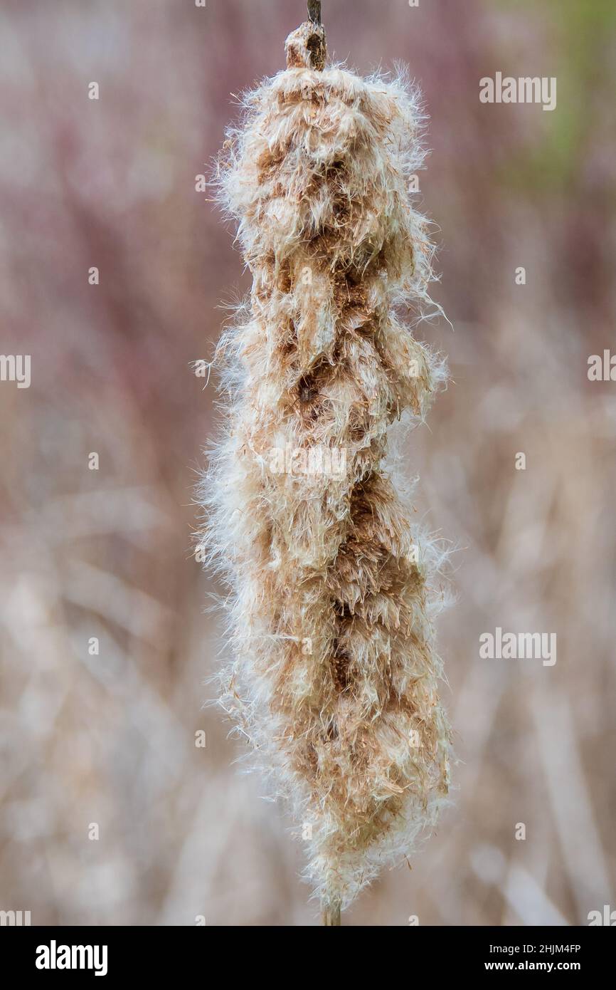 Cat tail plant hi-res stock photography and images - Alamy
