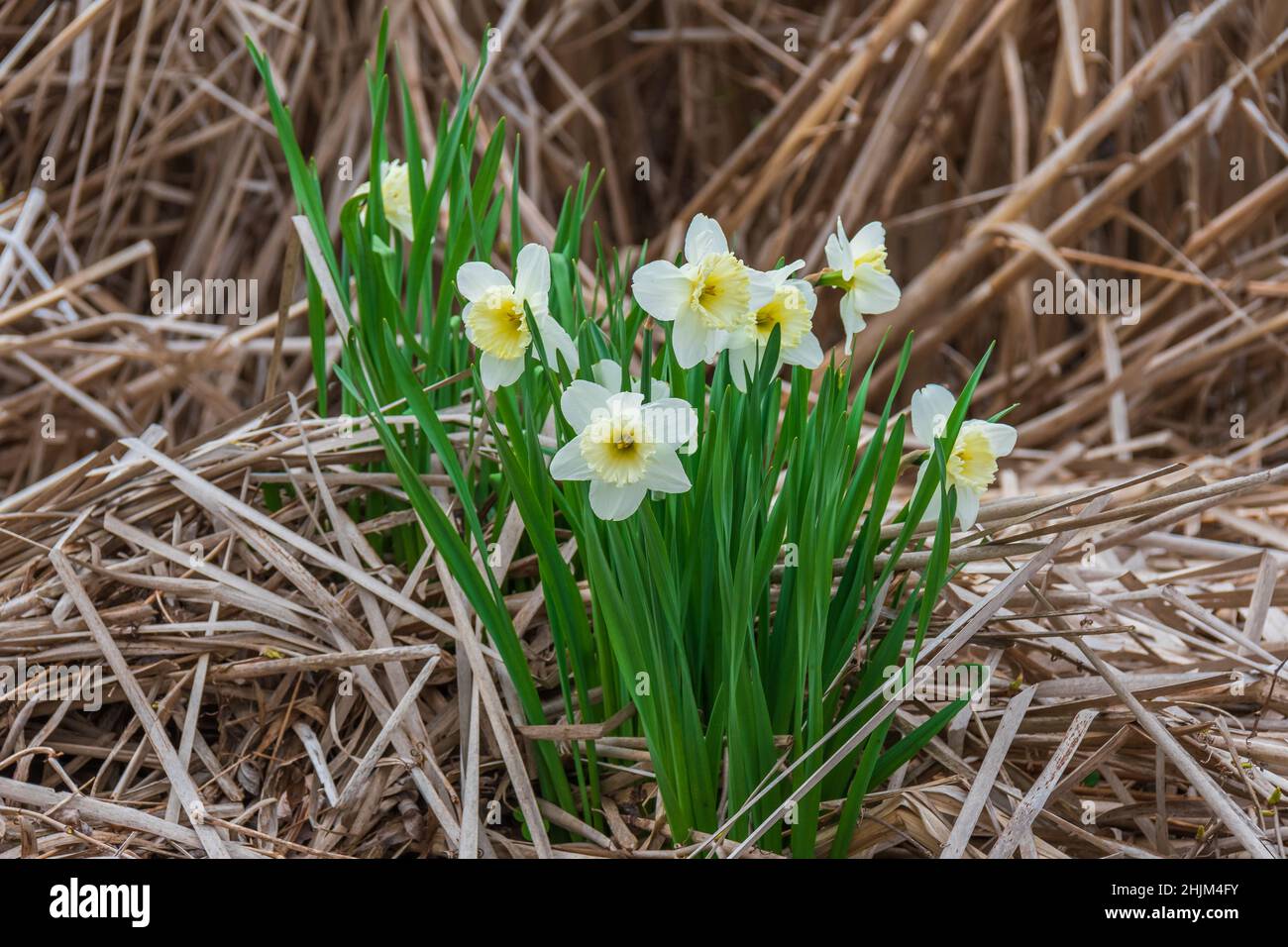 Beautiful Daffodil flowers growing on wetland Stock Photo - Alamy