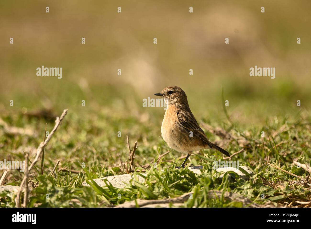 Water pipit on grass hi-res stock photography and images - Alamy
