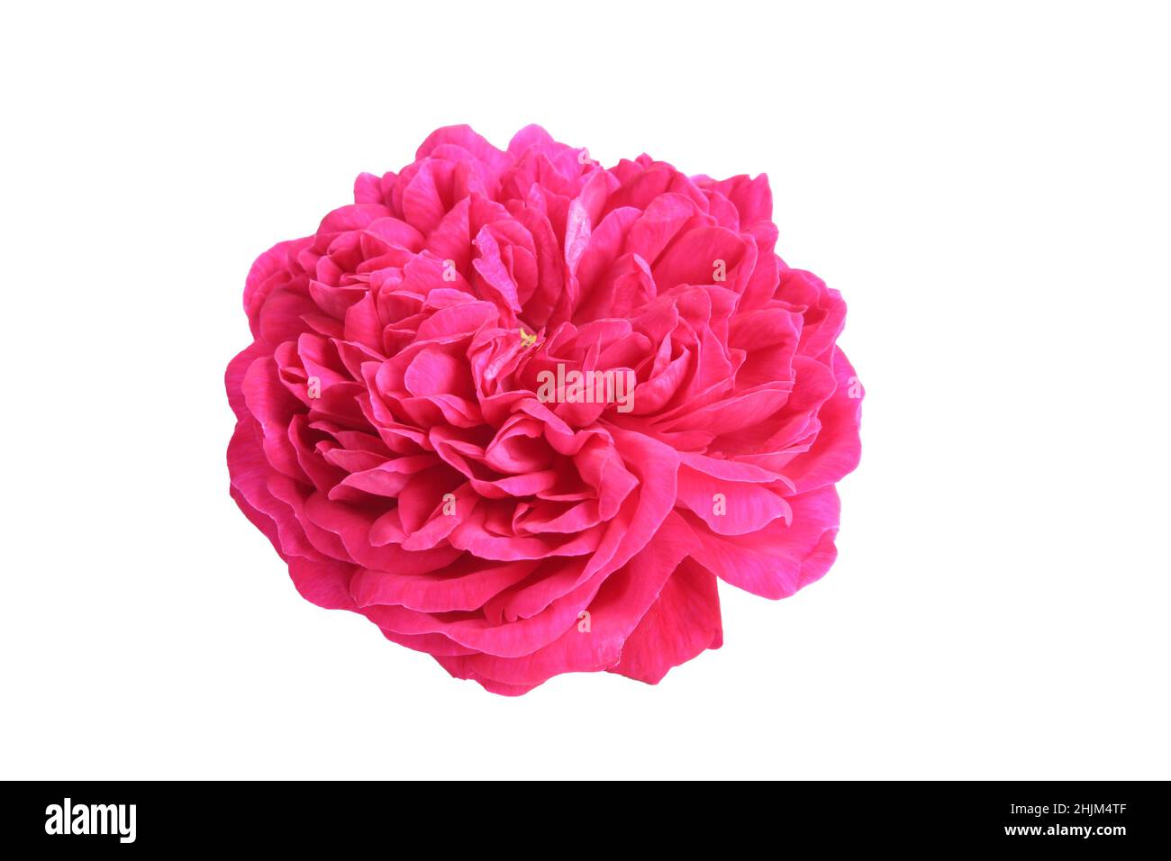 Pink rose head isolated on white background Stock Photo - Alamy