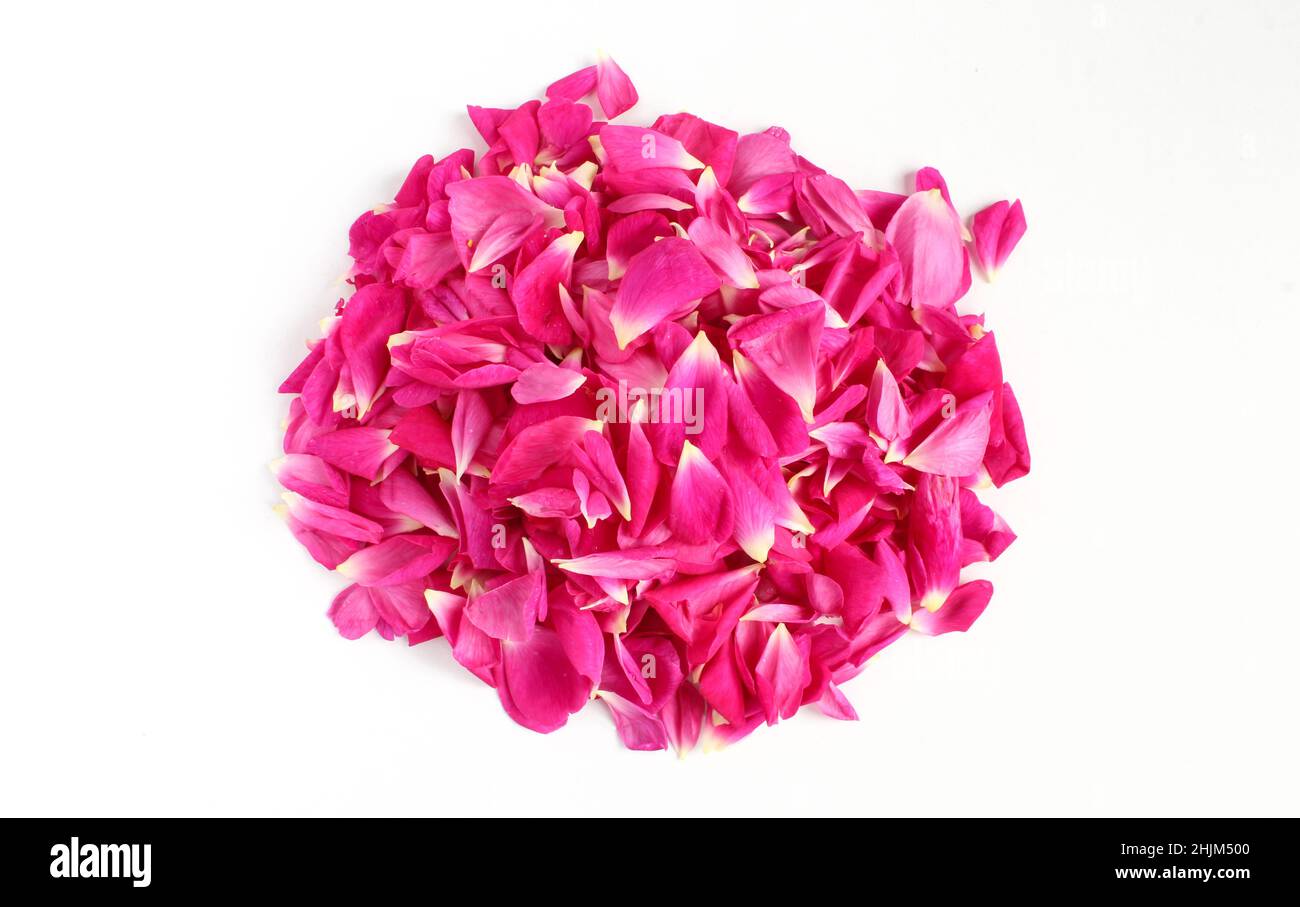 Pink organic rose petals isolated on white background Stock Photo - Alamy