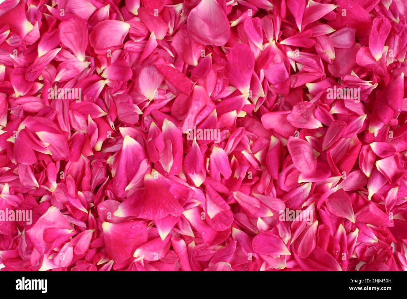 Wet pink rose petals background. Texture detailed Stock Photo - Alamy