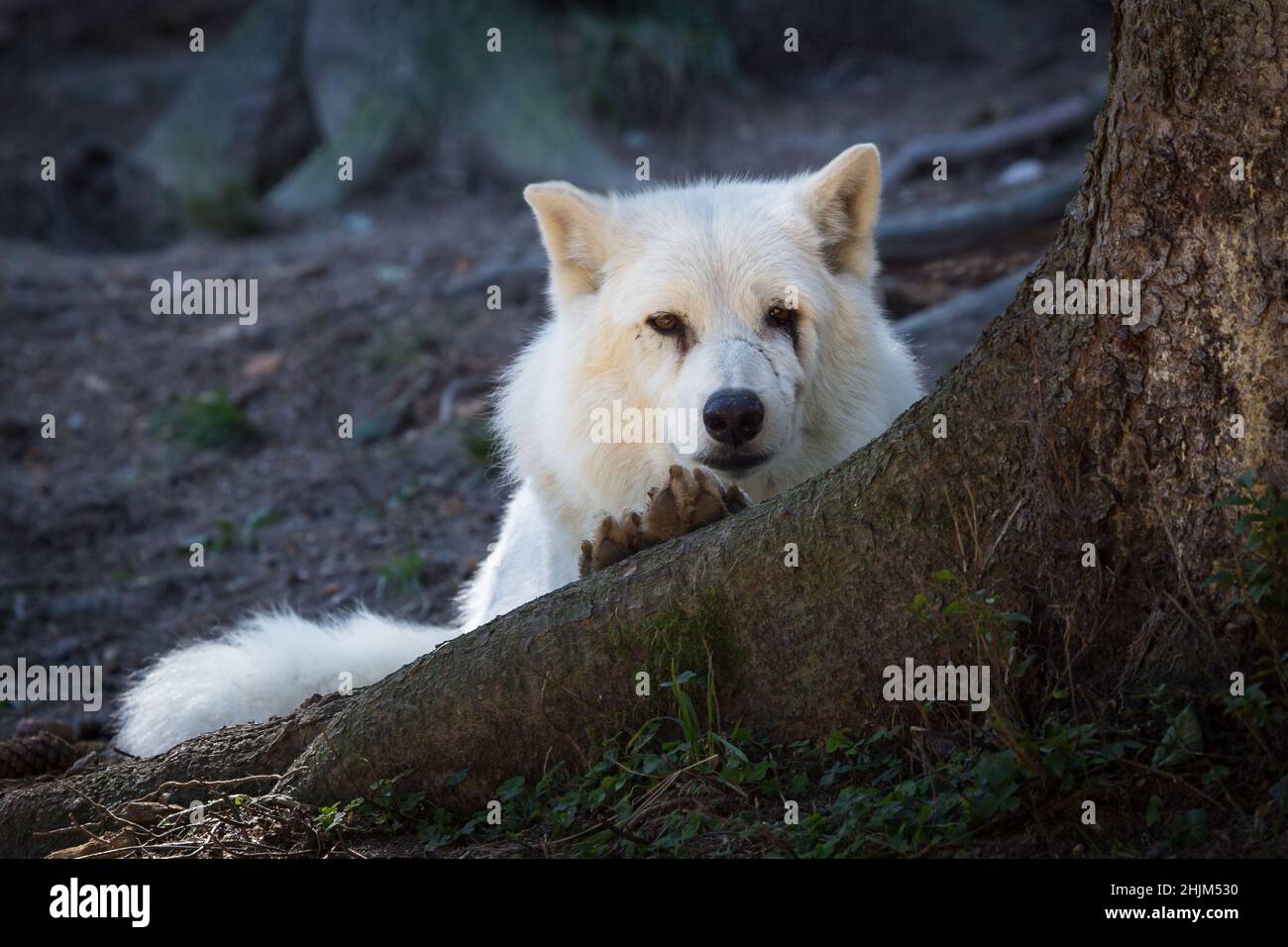 Sad wolf hi-res stock photography and images - Alamy