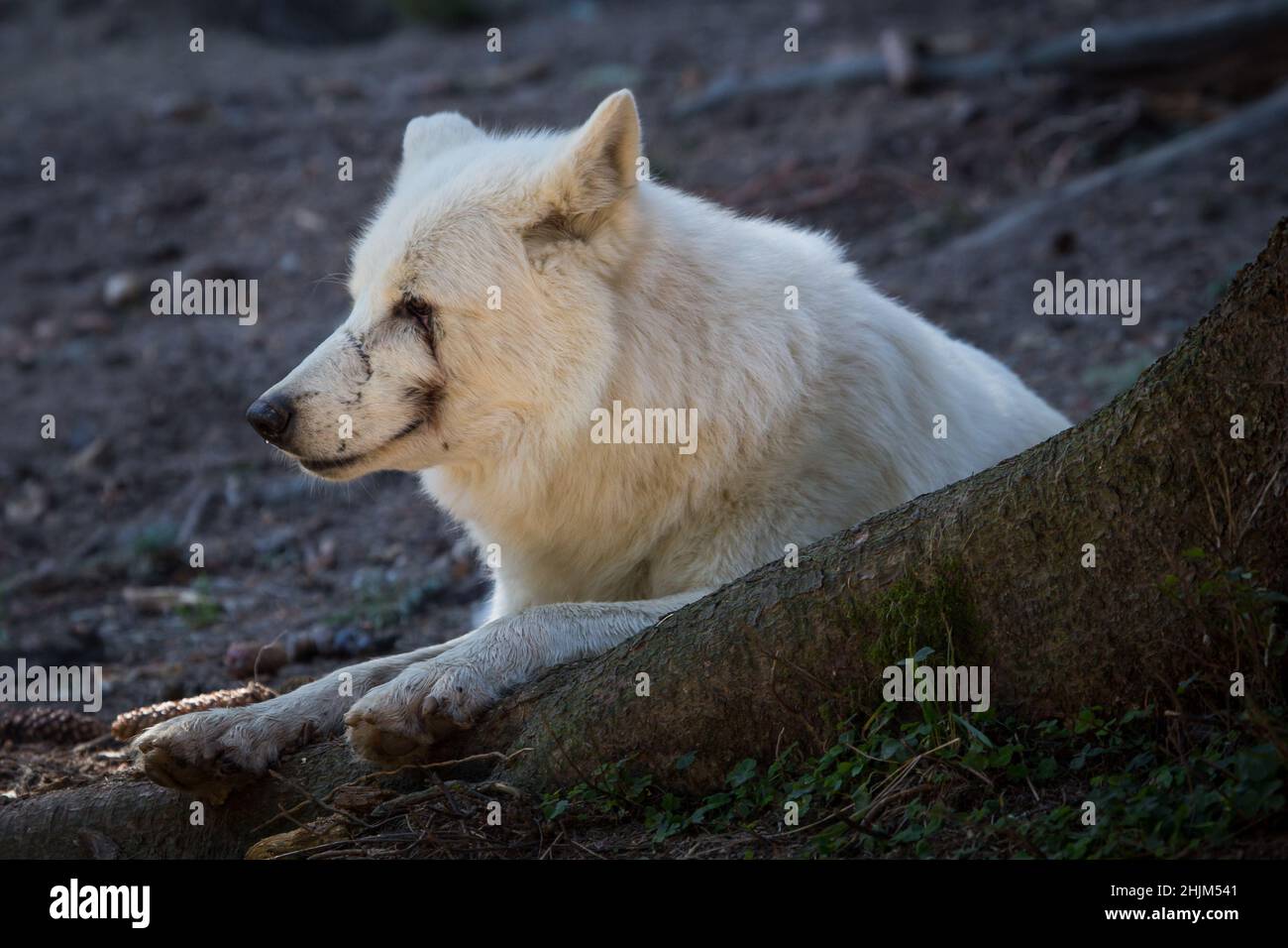 Caged arctic fox hi-res stock photography and images - Alamy