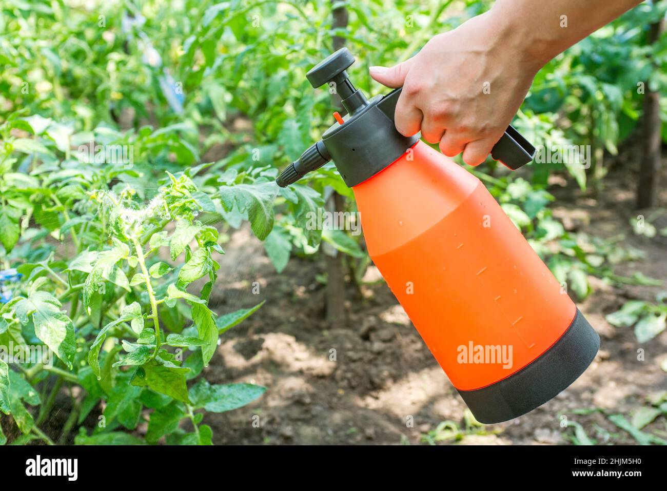 A woman is spraying of pesticide on potato plantation with hand spray ...