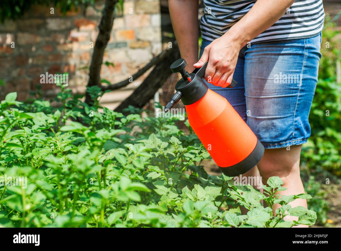 A woman is spraying of pesticide on potato plantation with hand spray ...
