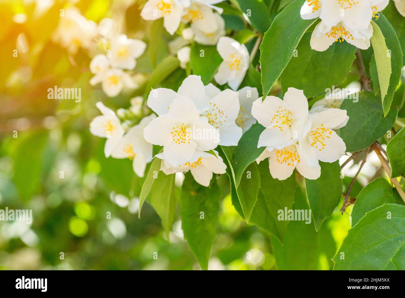 Beautiful white jasmine flowers. Beautiful blooming jasmine branch with ...