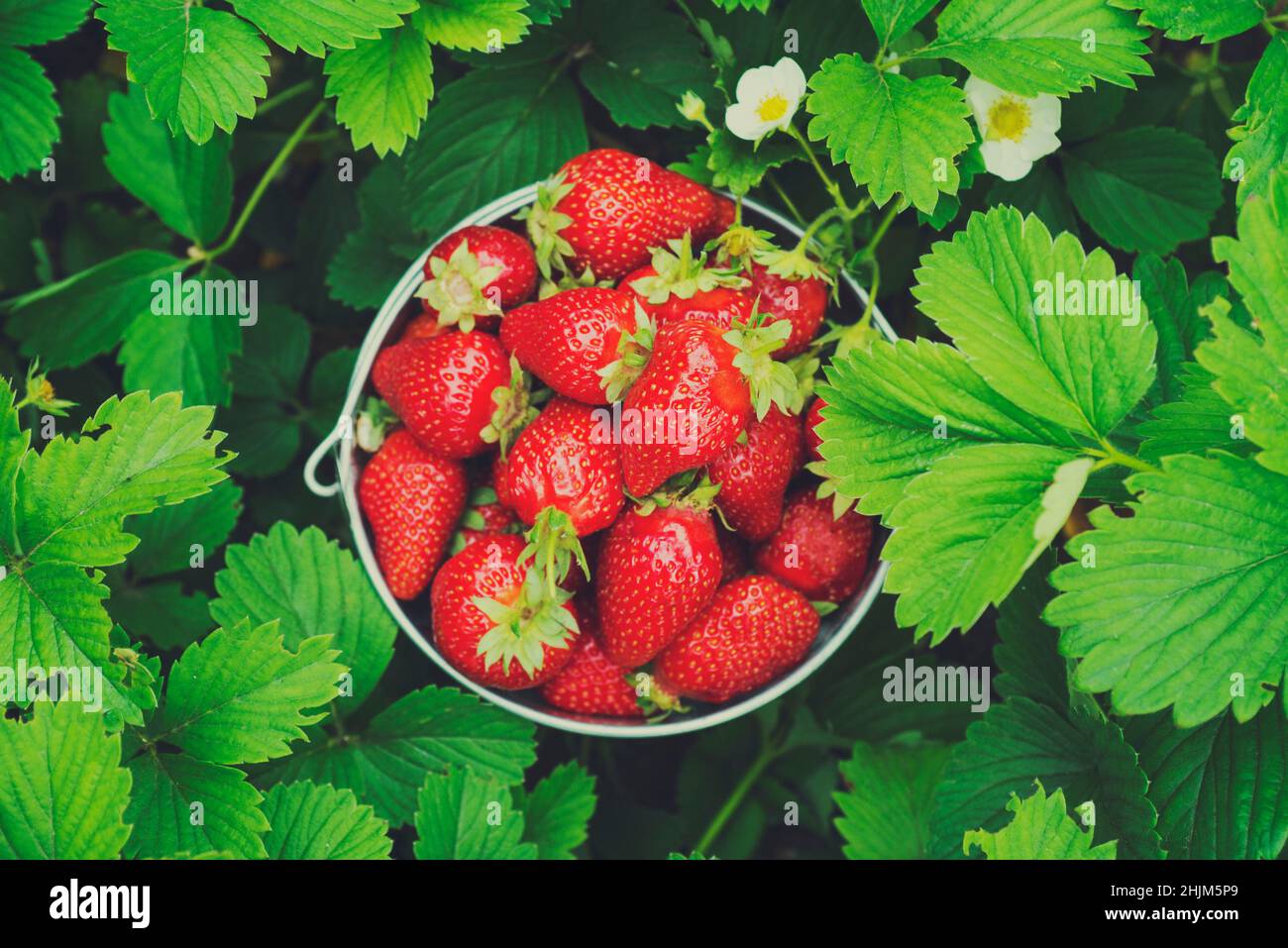 A bucket full of freshly picked strawberries in summer garden ...