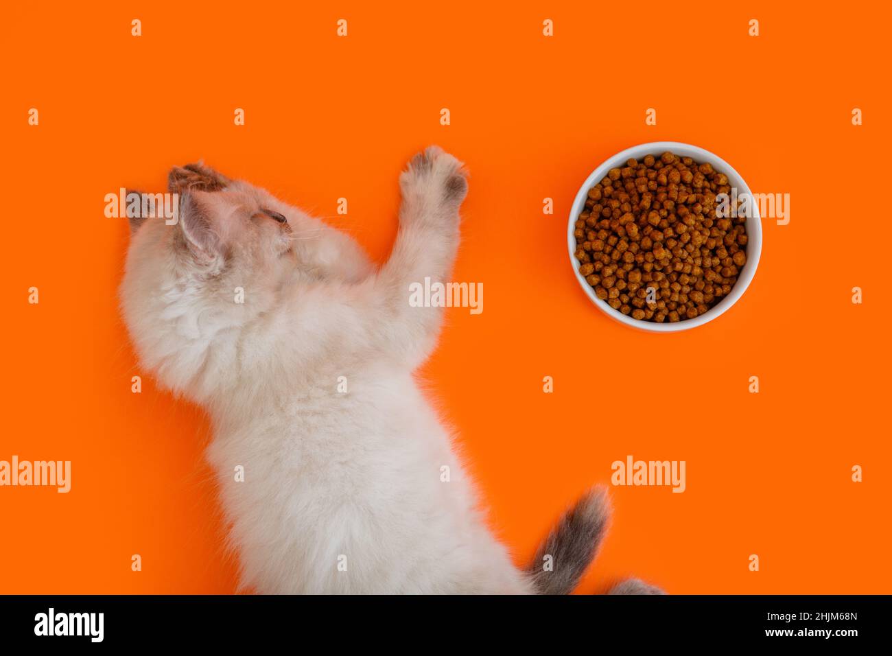 Cute fluffy gray kitten eat dry food, feed in bowl Isolated on color ...