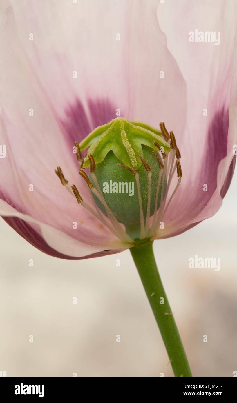 close up of a poppy flower with petal removed to show the stigma and ...