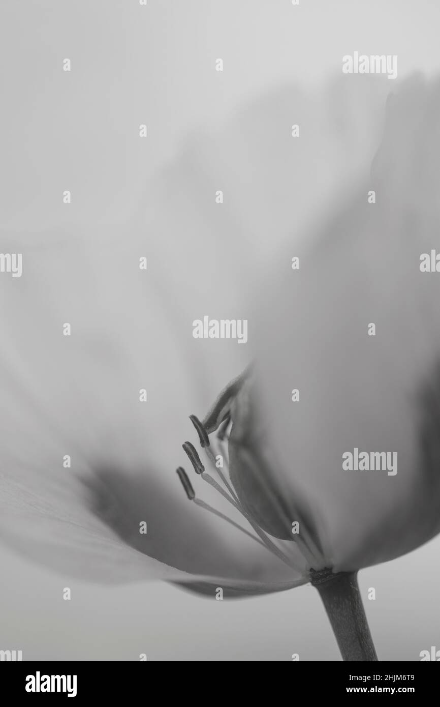 Black and white poppies hi-res stock photography and images - Alamy