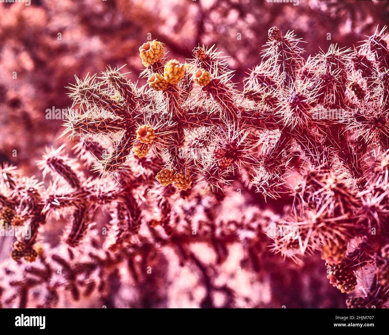 Choas, abstract patterns and textures in nature and the environment ...