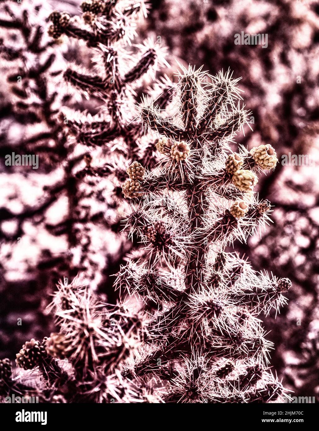 Choas, abstract patterns and textures in nature and the environment ...
