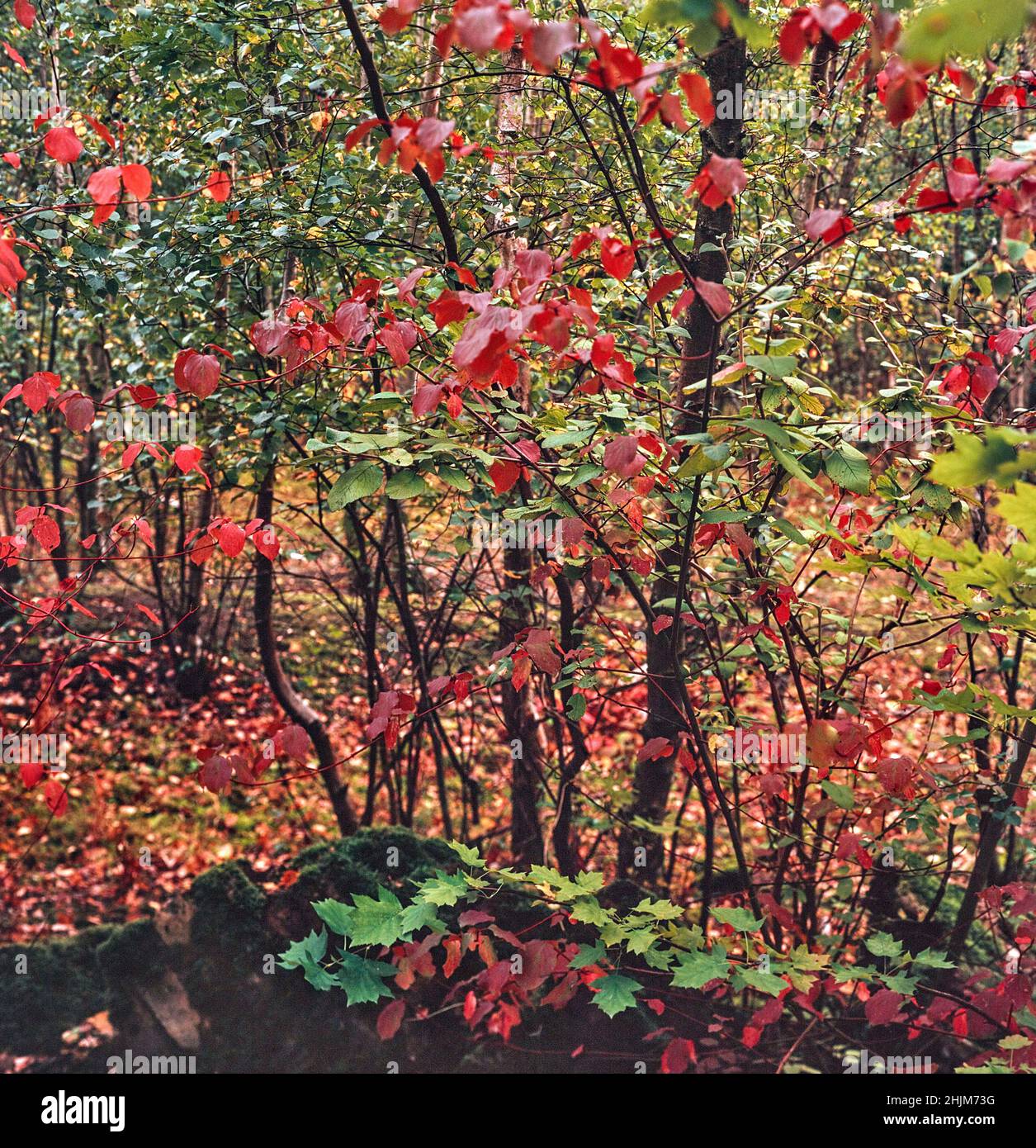 Patterns and textures in nature, intimate landscape of tree patterns ...