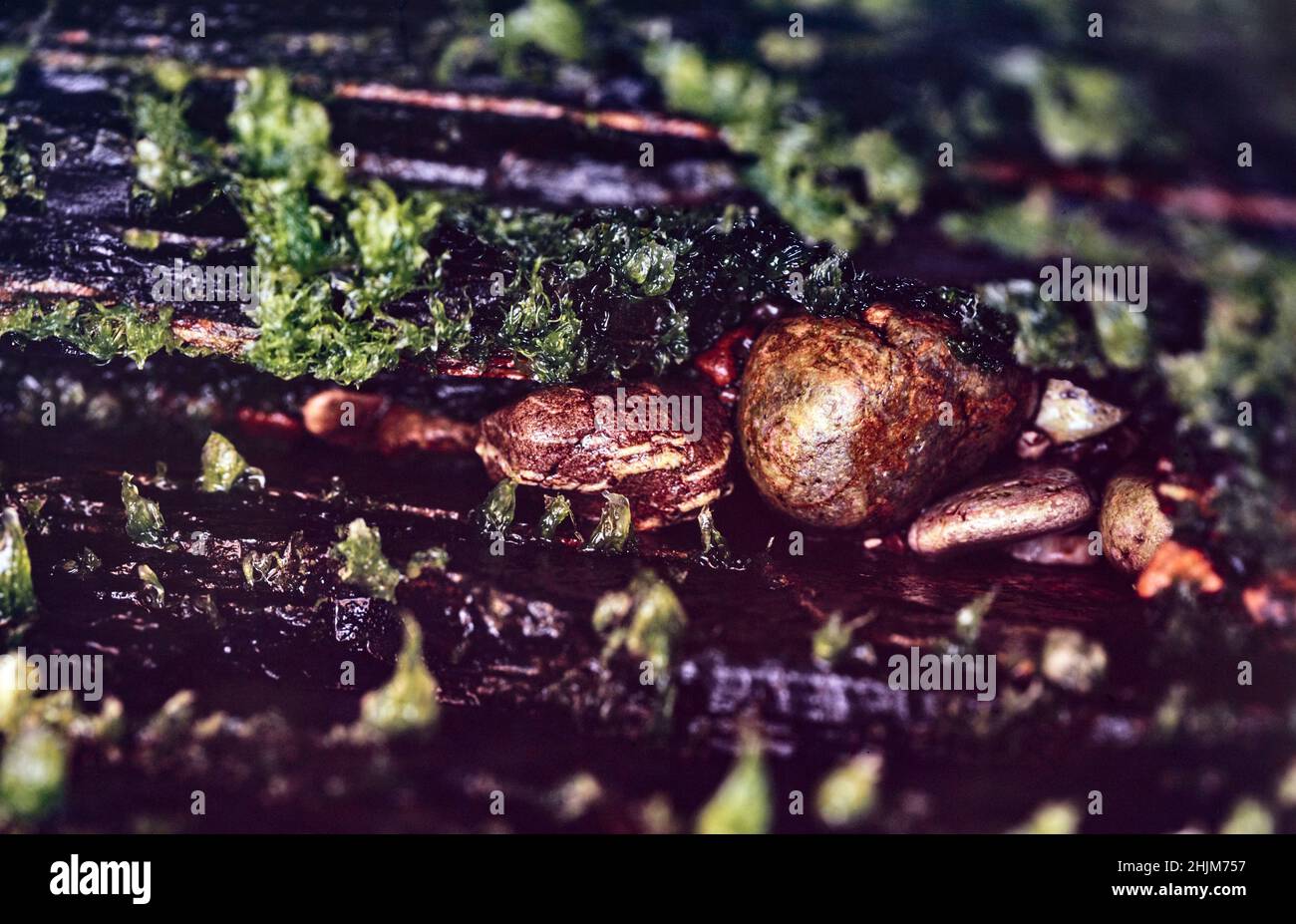 Choas, abstract patterns and textures in nature and the environment ...